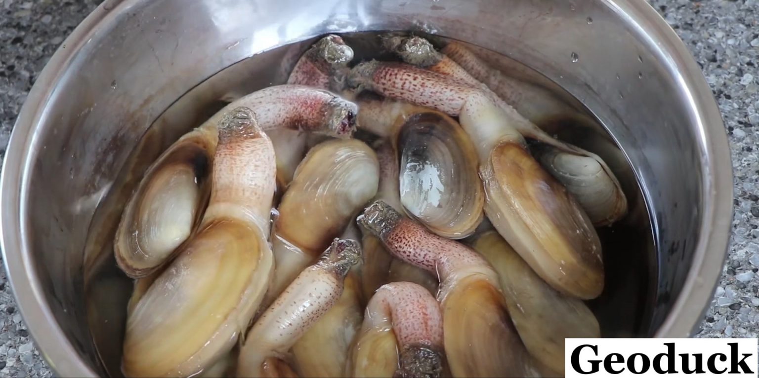 Geoduck Recipe - Cook Chinese Foods
